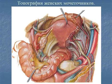 Органы Малого Таза У Женщин Расположение Фото — Картинки фотографии