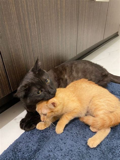 Black Cats Orange Cats Together Wallpaper Cute Bbs ♥ Lover