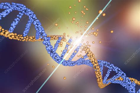 Dna Damage Illustration Stock Image F0250233 Science Photo Library