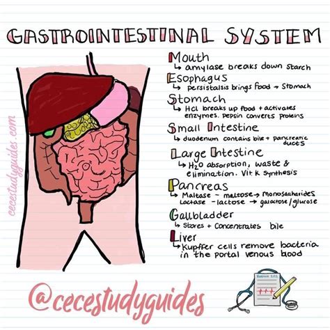 Oxygen Delivery Devices And Flow Rates Artofit