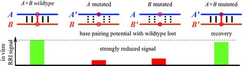 Depiction Of An Rna Rna Interaction Verification Experiment Based On Download Scientific