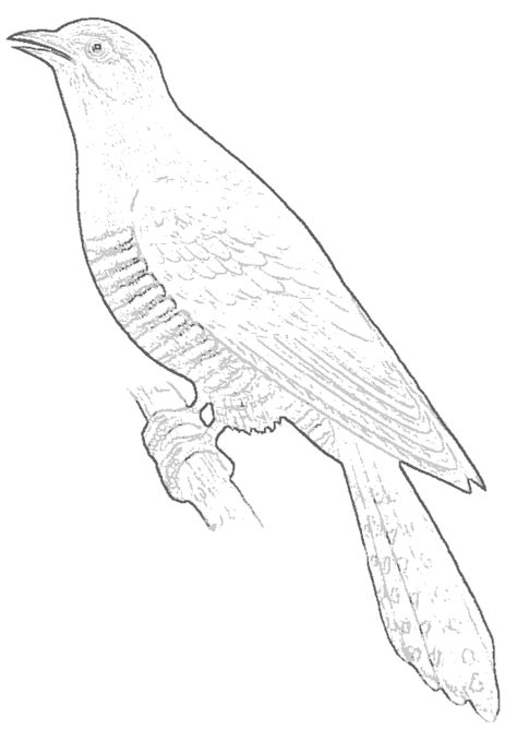 Cuckoo - Animals