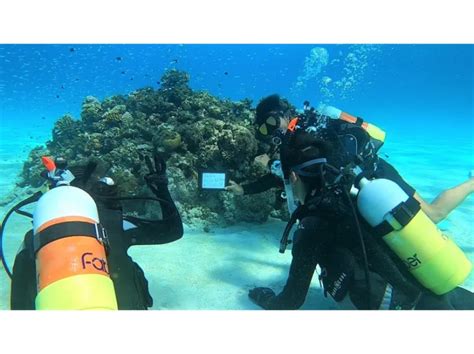 【오키나와 · 이시가키 섬] 환상의 섬 하마시마상륙 And 체험 다이빙 초보자라도 안심하고 즐길 수 있다 Kkday