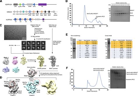 Molecular Basis Of Wnt Biogenesis Secretion And Wnt7 Specific Signaling Cell