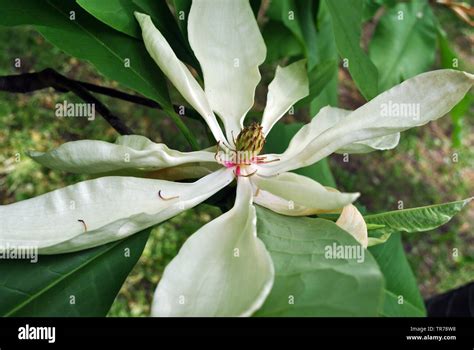 White Magnolia Tripetala Umbrella Magnolia Or Umbrella Tree Open