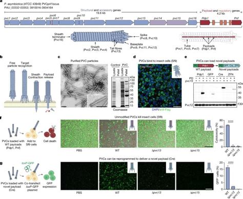Programmable Protein Delivery With A Bacterial Contractile Injection System Lifeboat News The