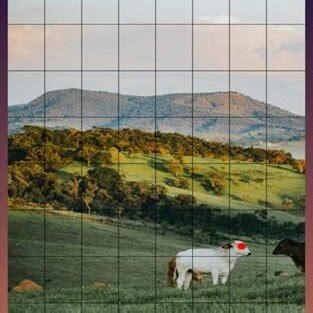Selected Image Divided Into Grids Download Scientific Diagram