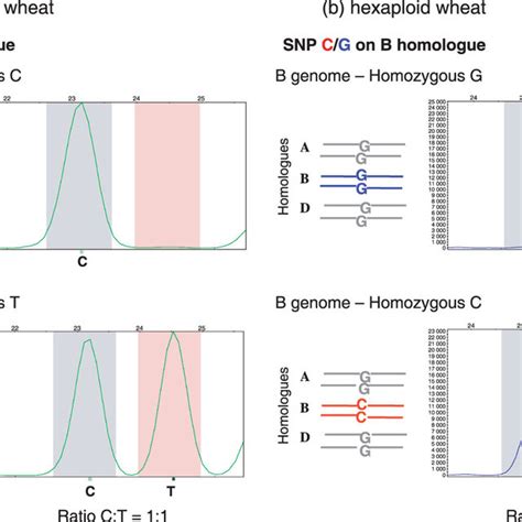 Pdf High Throughput Single Nucleotide Polymorphism Genotyping In Wheat Triticum Spp
