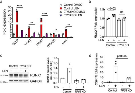 Tp53 Regulates Len Dependent Runx1 Activation A Mrna Transcript Levels