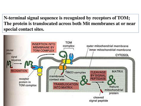Mitochondria And Energy Conversion Ppt Download