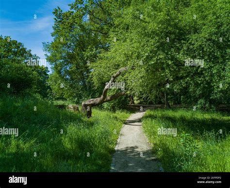 Long Path In Park Between Trees And Green Bushes And Curvy Tree On Side Stock Photo Alamy