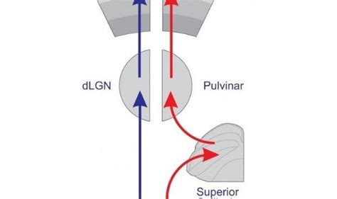 Primary Visual Cortex How Mammal Brains Process The Movement