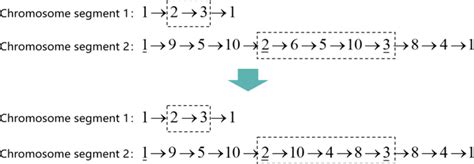 Schematic Diagram Of Chromosome Mutation Operator Download Scientific