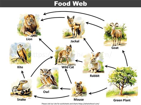 Food Web Pictures Printable Pdfs Your Home Teacher