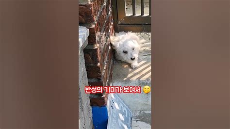 눈치 백단 말티푸 앙금이 Youtube