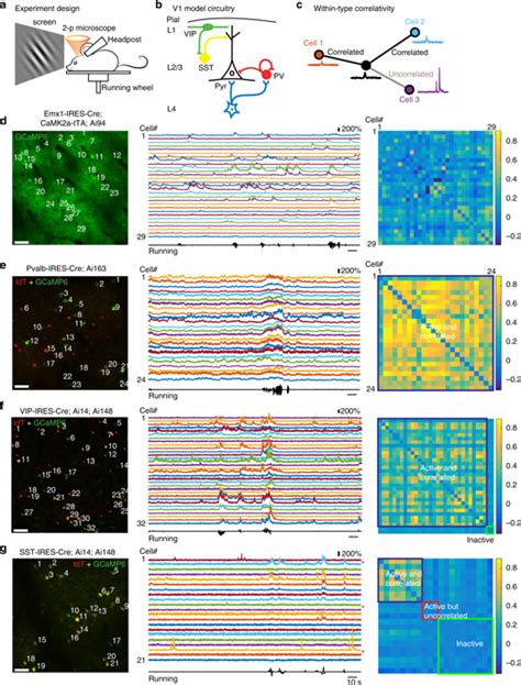 Neuronal Cell Subtype Specificity Of Neural Synchronization In Mouse Primary Visual Cortex