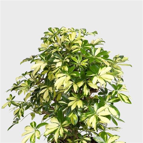 Schefflera Arboricola Trinette 130 Cm