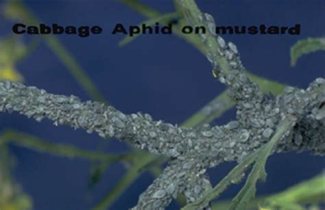 Cabbage Aphid