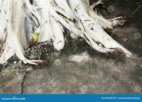 Tree Roots Of Large Trees On The Concrete Floor Stock Image Image Of Roots Large
