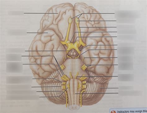 A P Lab Cranial Nerves Diagram Quizlet