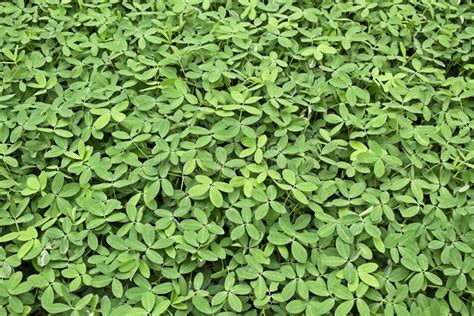 Peanut Grass Arachis Repens Plant Often Used As A Forage And