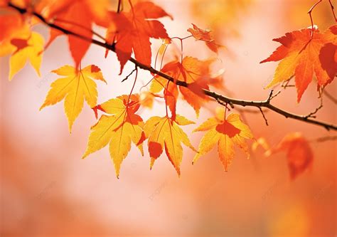 가을 배경 바탕 화면 배경 가을 계절 국내여행 배경 일러스트 및 사진 무료 다운로드 Pngtree