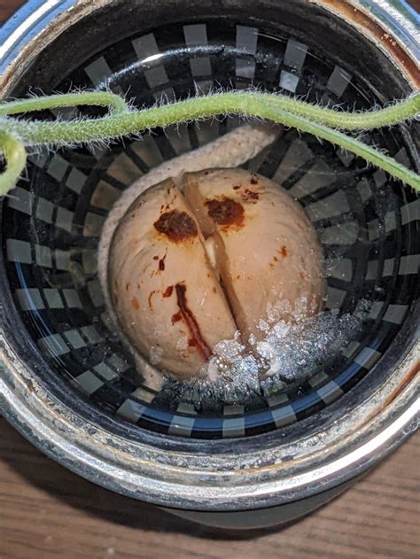 [9] Day Three In Violet And I Found My First Shiny And Its A Female My Luck Has Never Been