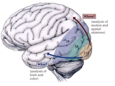 Cerebral Cortex Flashcards Quizlet