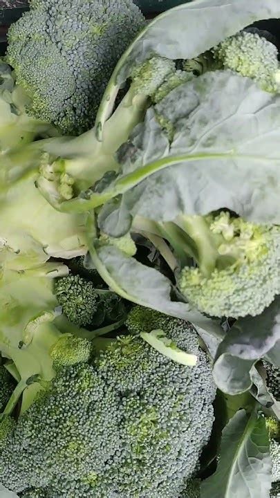 봉오리가 꽉 다물어져 있고 볼록한 것이 좋다 데치기는 끓는 물에 소금 약간 넣고 손질한 브로콜리를 살짝약 30초 담궜다 주저없이 빼주세요 몸앤네이쳐 브로콜리 항암