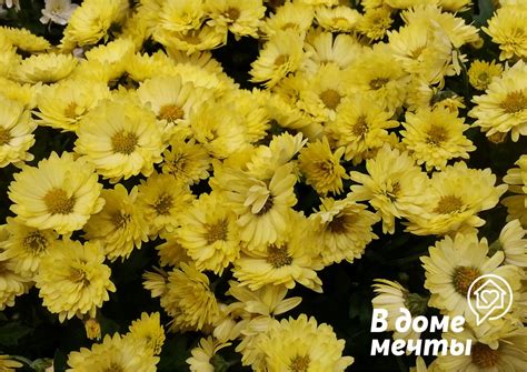 Хризантемы: посадка, уход и размножение