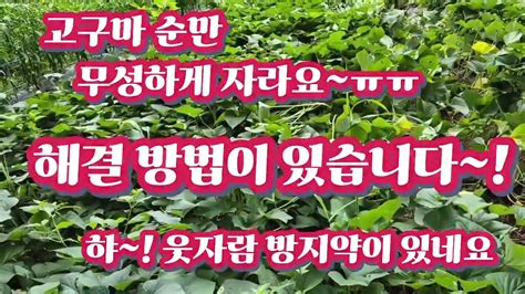 고구마 순만 무성하게 자라요~ㅠㅠ 해결 방법이 있습니다~ 햐~ 웃자람 방지약이 있네요~ㅎ Youtube