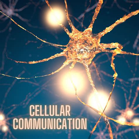 Cellular Communication Business Innovators Radio Network