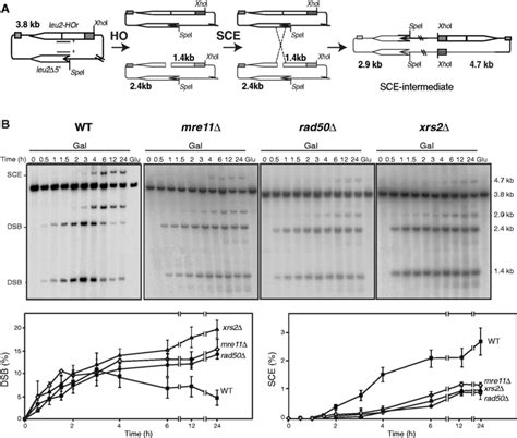 Role Of The Mrx Complex In Dsb Repair By Scr A Schematic