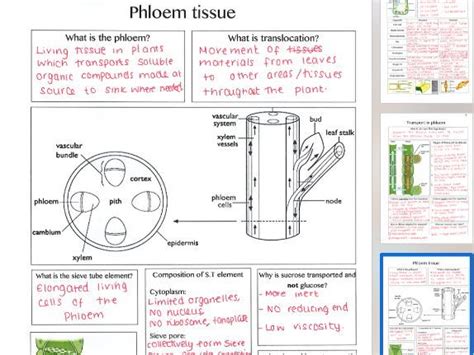 Biology Edexcel Alevel SNAB Topic Biodiversity Revision Sheet Templates Complete