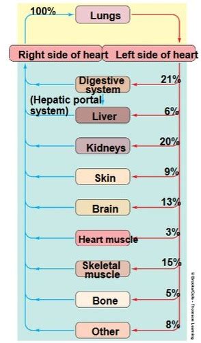 BIOM Control Of Cardiac Output Flashcards Quizlet
