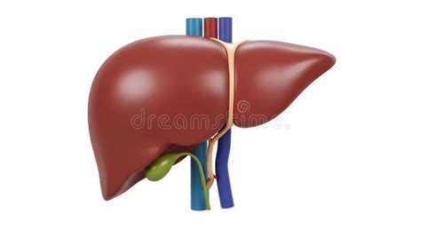 Liver Gallbladder 3d Anatomy Stock Illustrations 2 787 Liver Gallbladder 3d Anatomy Stock