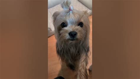 메롱 요키 요키 강아지 Youtube