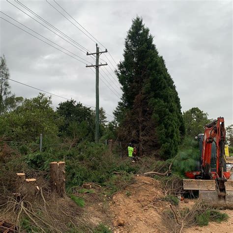 Tree Removal What You Should Know