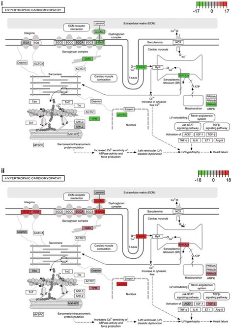Transcriptomic Analysis Of Hipsc Cms Identified Altered Genes Within