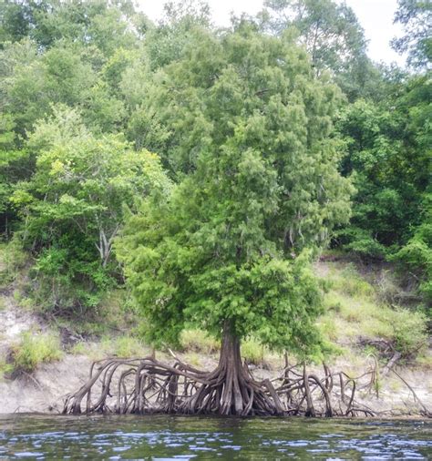 Cypress Tree Roots Foundation