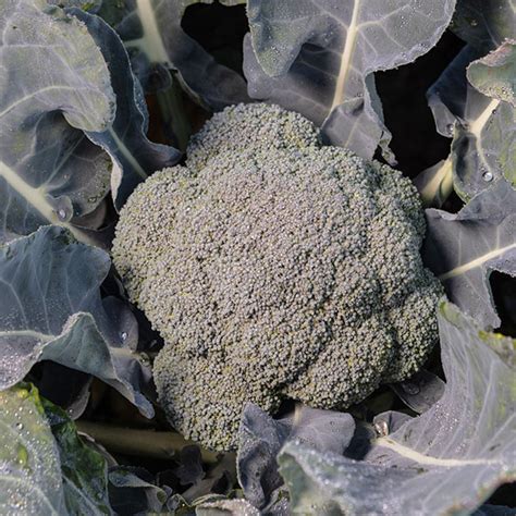 Eiffel Broccoli Seminis
