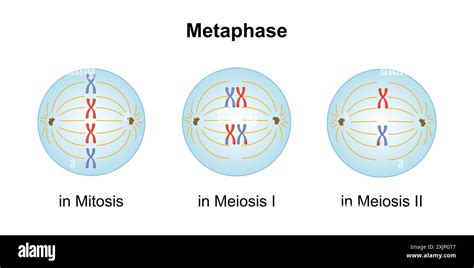 Mitosis Metaphase Diagram