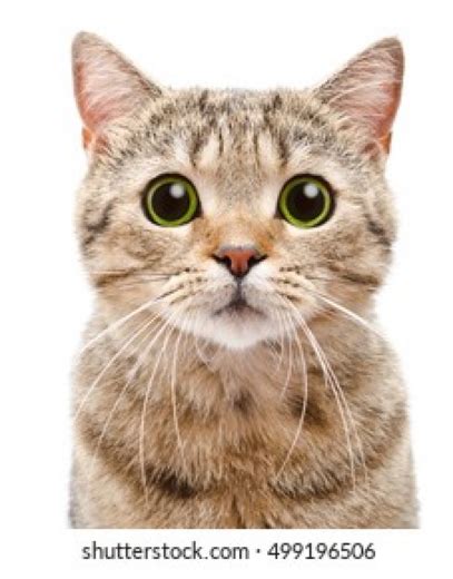 Korniamorphologicaloperators At Main