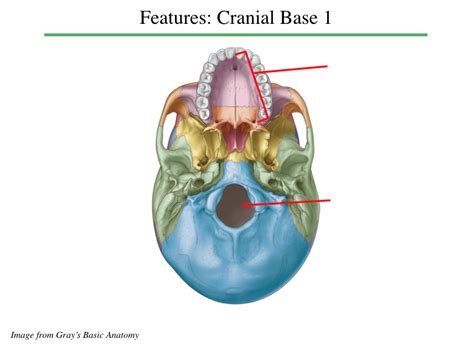 Cranial Base Diagram Quizlet