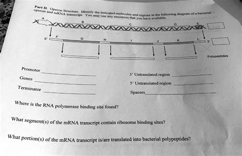 Part Ii Operon Structure Identify The Indicated Molecules And Regions In The Following Diagram