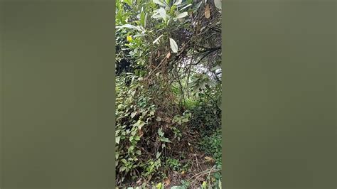 කදුරු ගෙඩි Youtube