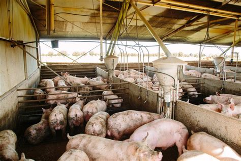 Farm Piglets