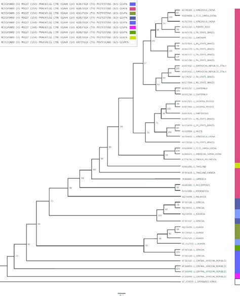Phylogenetic Tree Resulting From Maximum Likelihood Tree Search Under