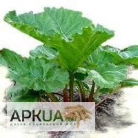 Купити РЕВЕНЬ, корень.Ревінь, корі нь — APKUA
