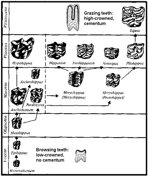Equid Tooth Evolution